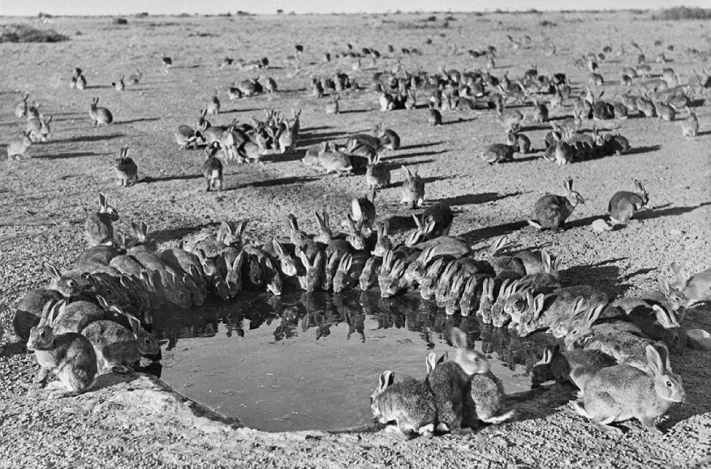 هدية تتحول لغزو مدمر - جريدة الوطن السعودية